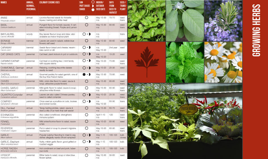 Free Container Gardening Guide - garden365