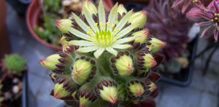 Common Problems in Container Gardening - Garden365